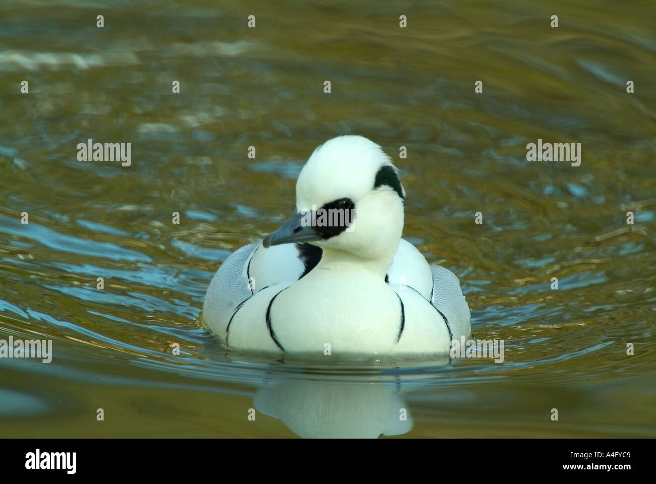 Smew Mergus albellus Stock Photo - Alamy