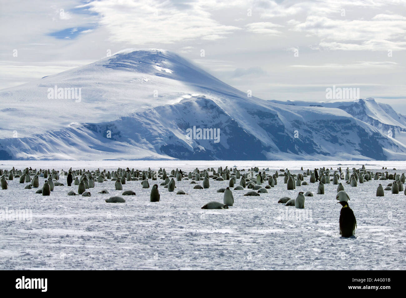 Coulman Island Emperor penguin colony Stock Photo - Alamy Coulman Island Emperor penguin colony Stock Photo - Alamy