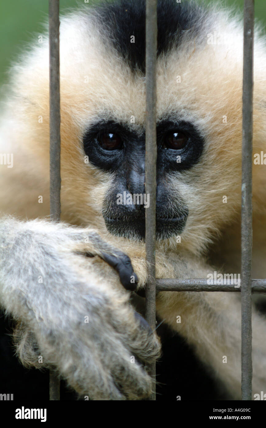 Onkey hi-res stock photography and images - Alamy