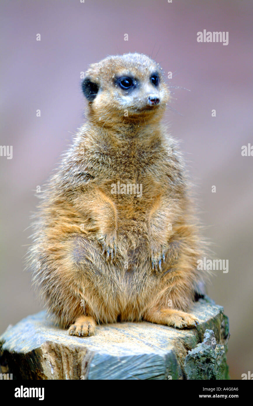 Fat meerkat hi-res stock photography and images - Alamy