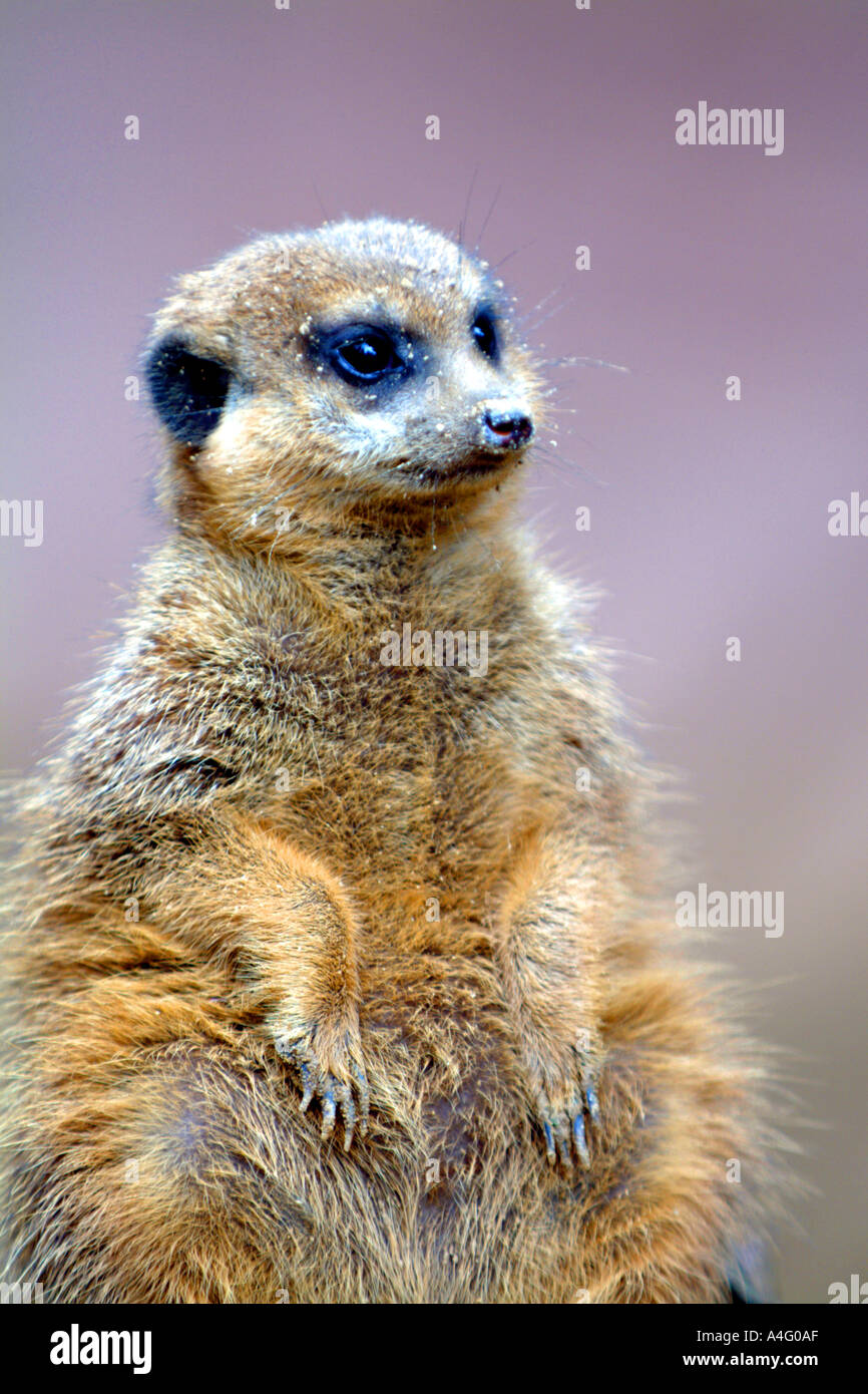 Fat meerkat hi-res stock photography and images - Alamy