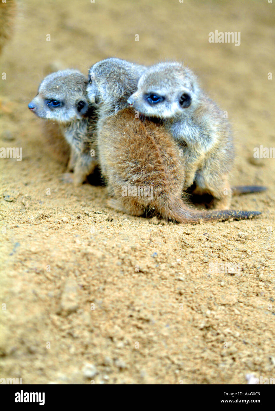 suricata suricatta savannah animal creature wild wildlife nature ...