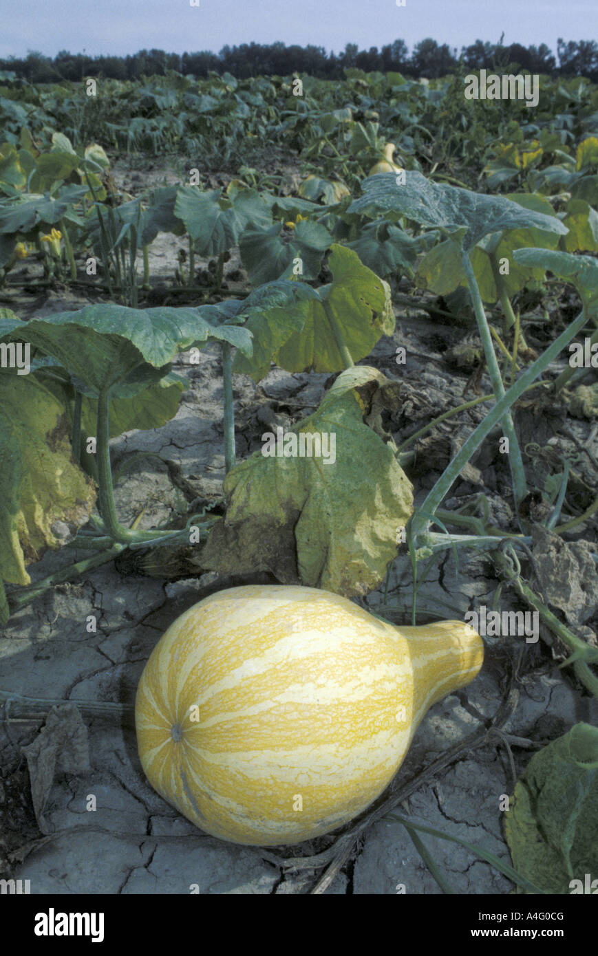 Butternut Squash Growing On Plant High Resolution Stock Photography and ...