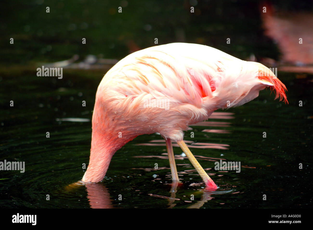 Flamingo head underwater hi-res stock photography and images - Alamy