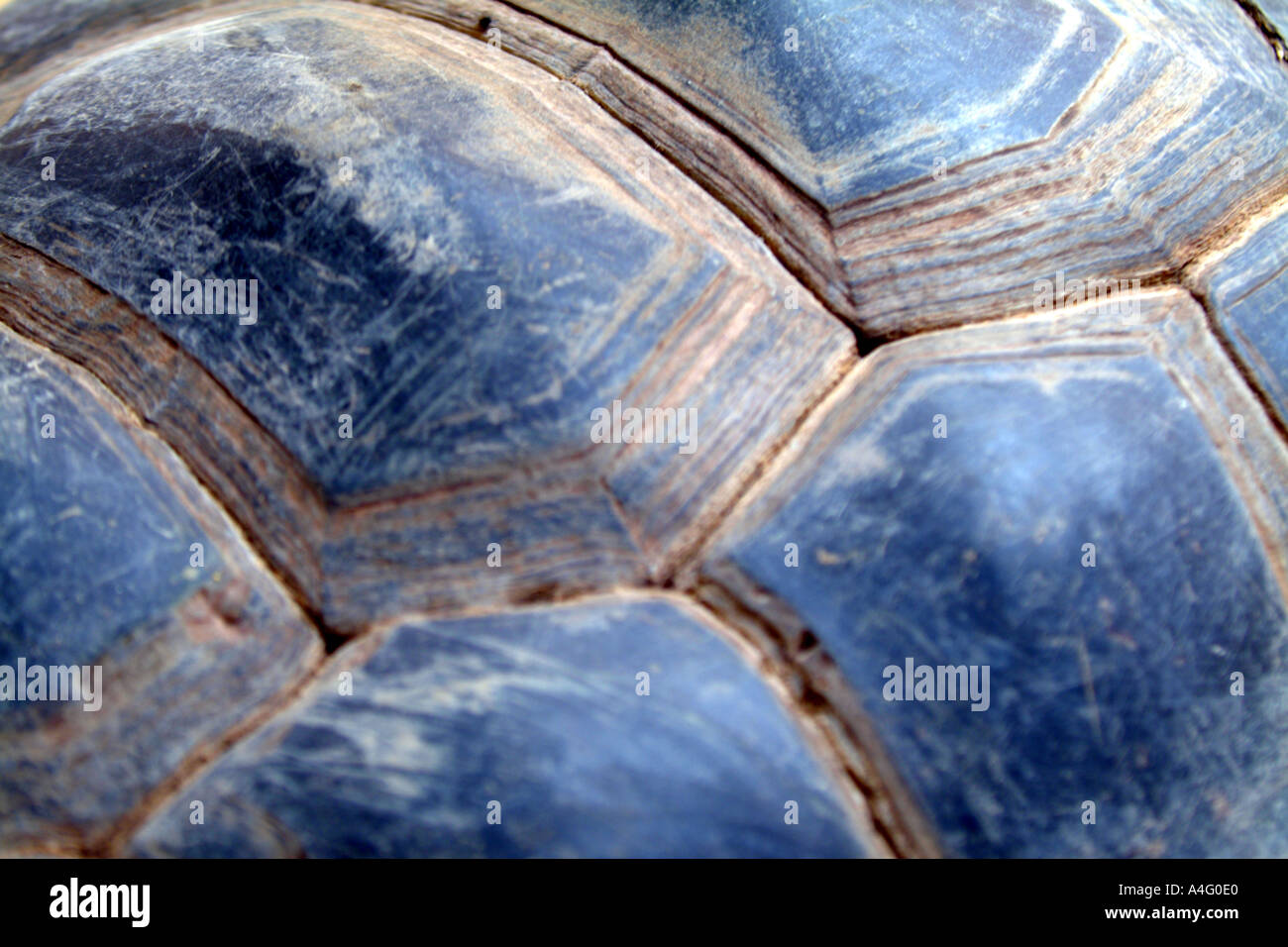 galapagos turtle tortoise shell Stock Photo - Alamy
