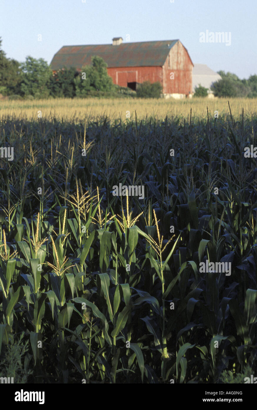 Corn field in summer light hi-res stock photography and images - Alamy
