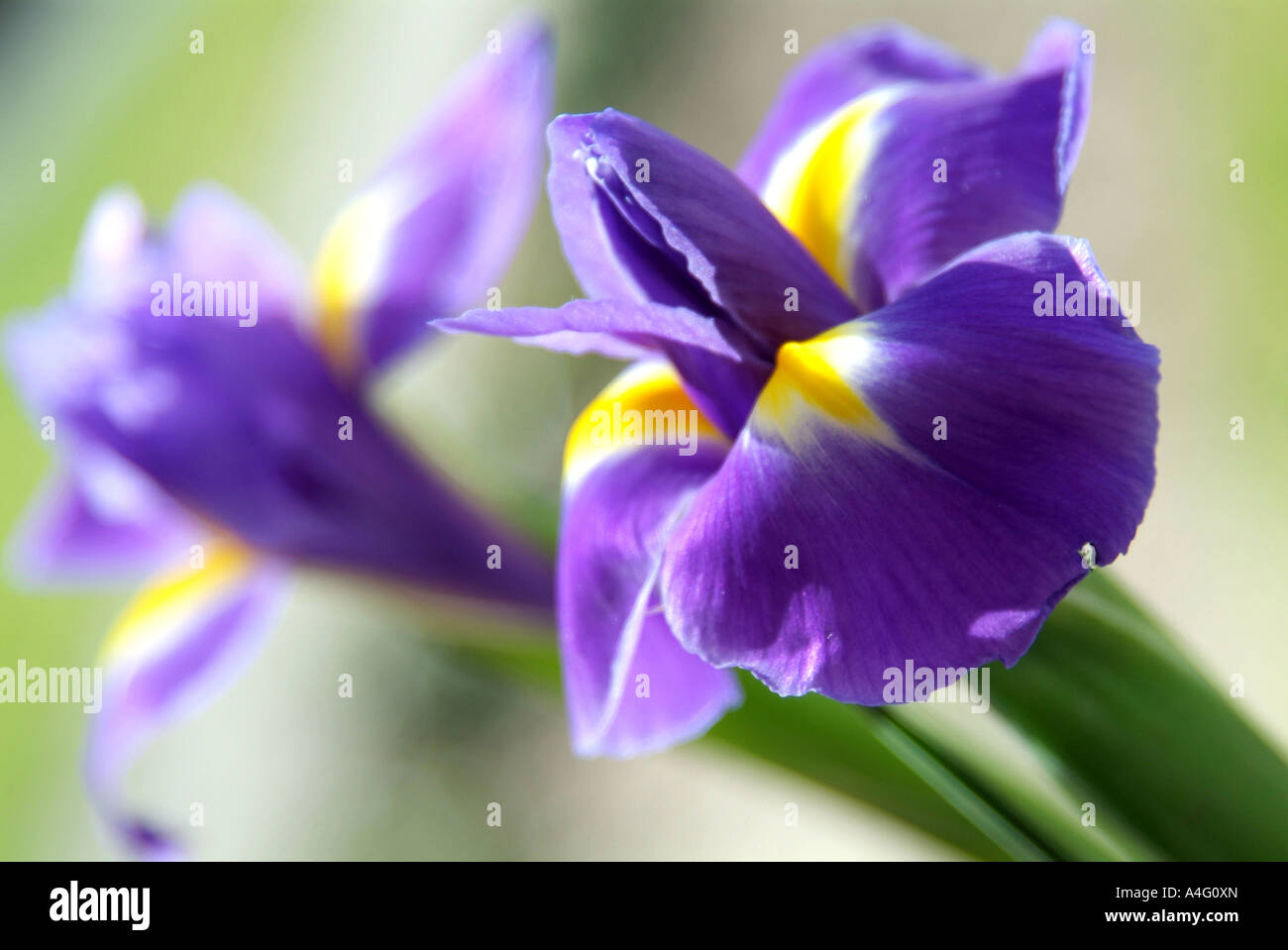 Bold iris hi-res stock photography and images - Alamy