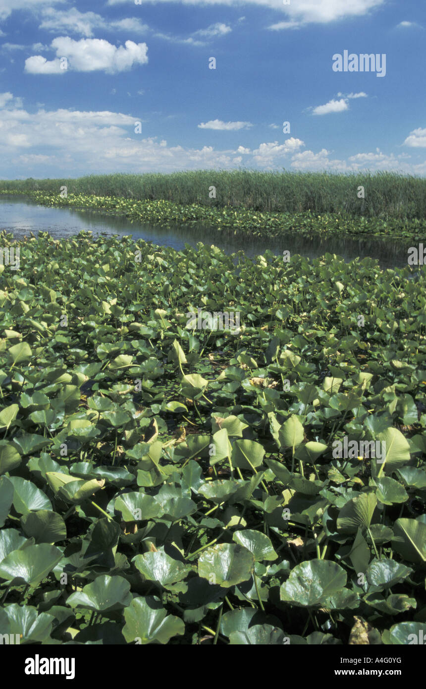 Waterlillies and Grasses in Point Pelee National Park Stock Photo - Alamy