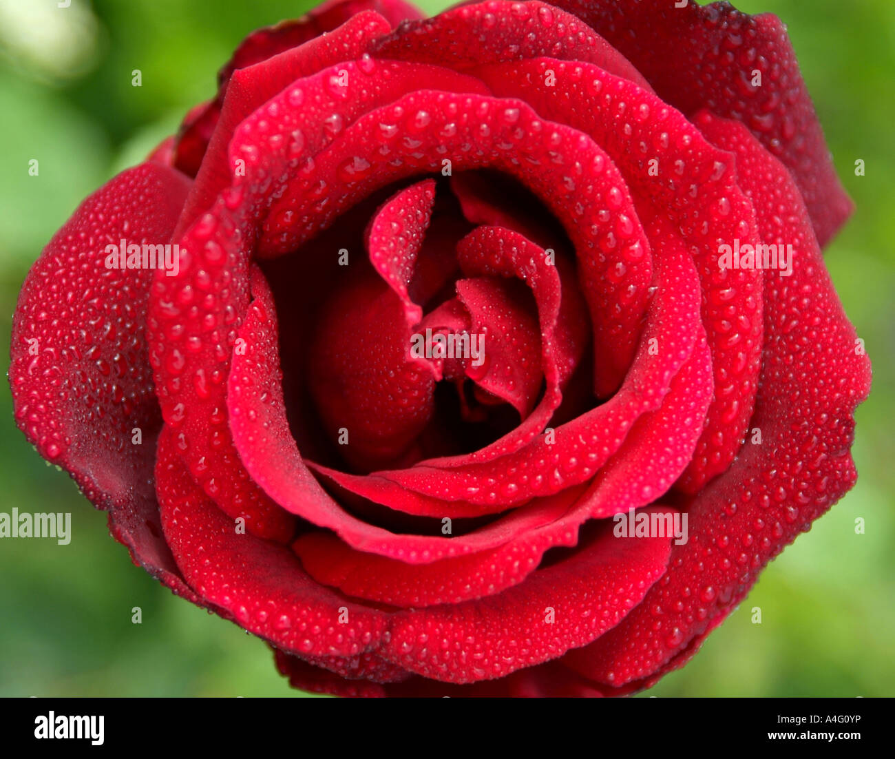 crimson rose in rain Stock Photo - Alamy