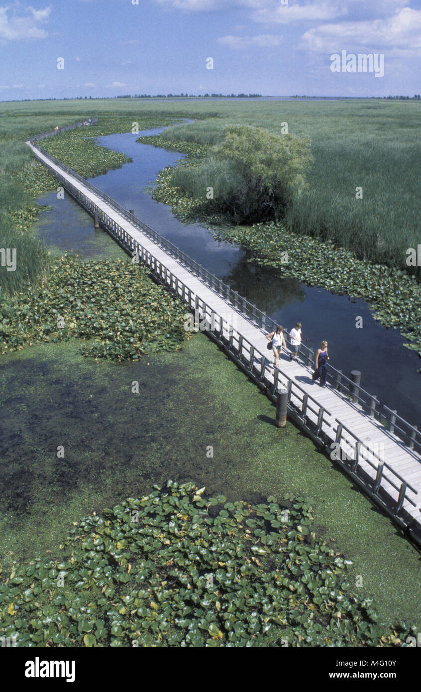 Boardwalk and Visitors in Point Pelee National Park Stock Photo - Alamy