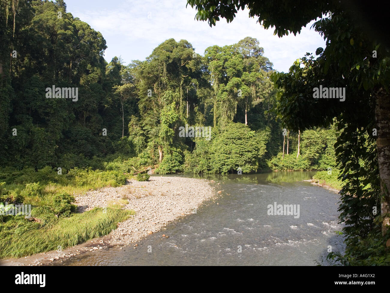 Malaysia Borneo Sabah Danum Valley Borneo Rainforest Lodge Danum river ...