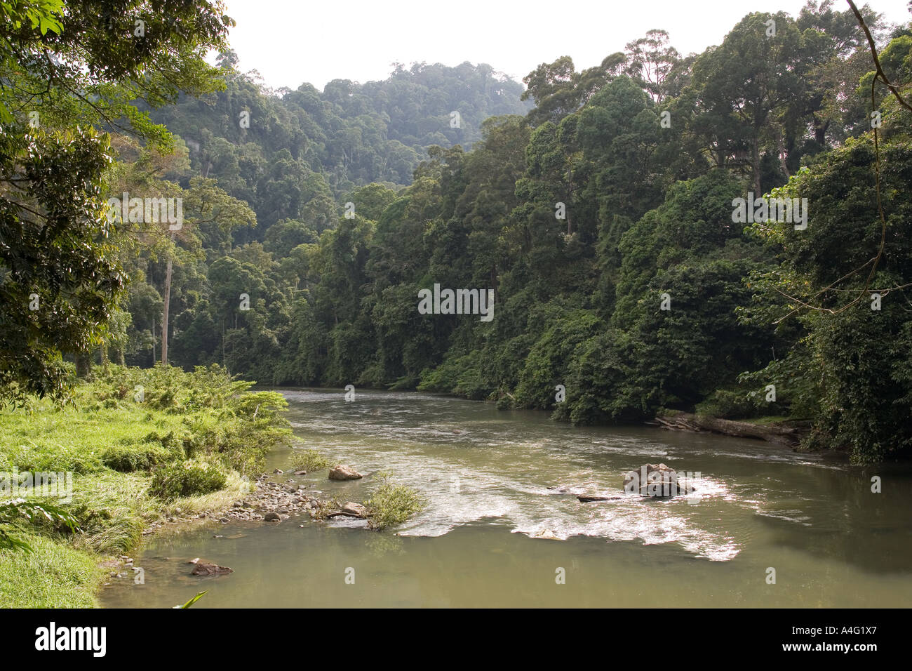 Malaysia Borneo Sabah Danum Valley Borneo Rainforest Lodge Danum river ...