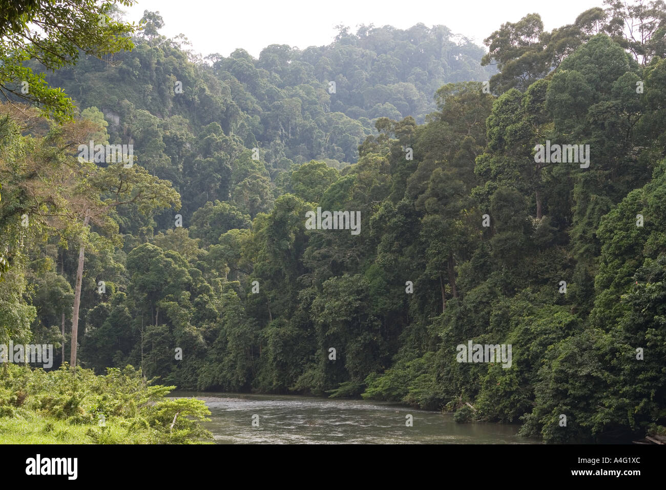Malaysia Borneo Sabah Danum Valley Borneo Rainforest Lodge Danum river ...