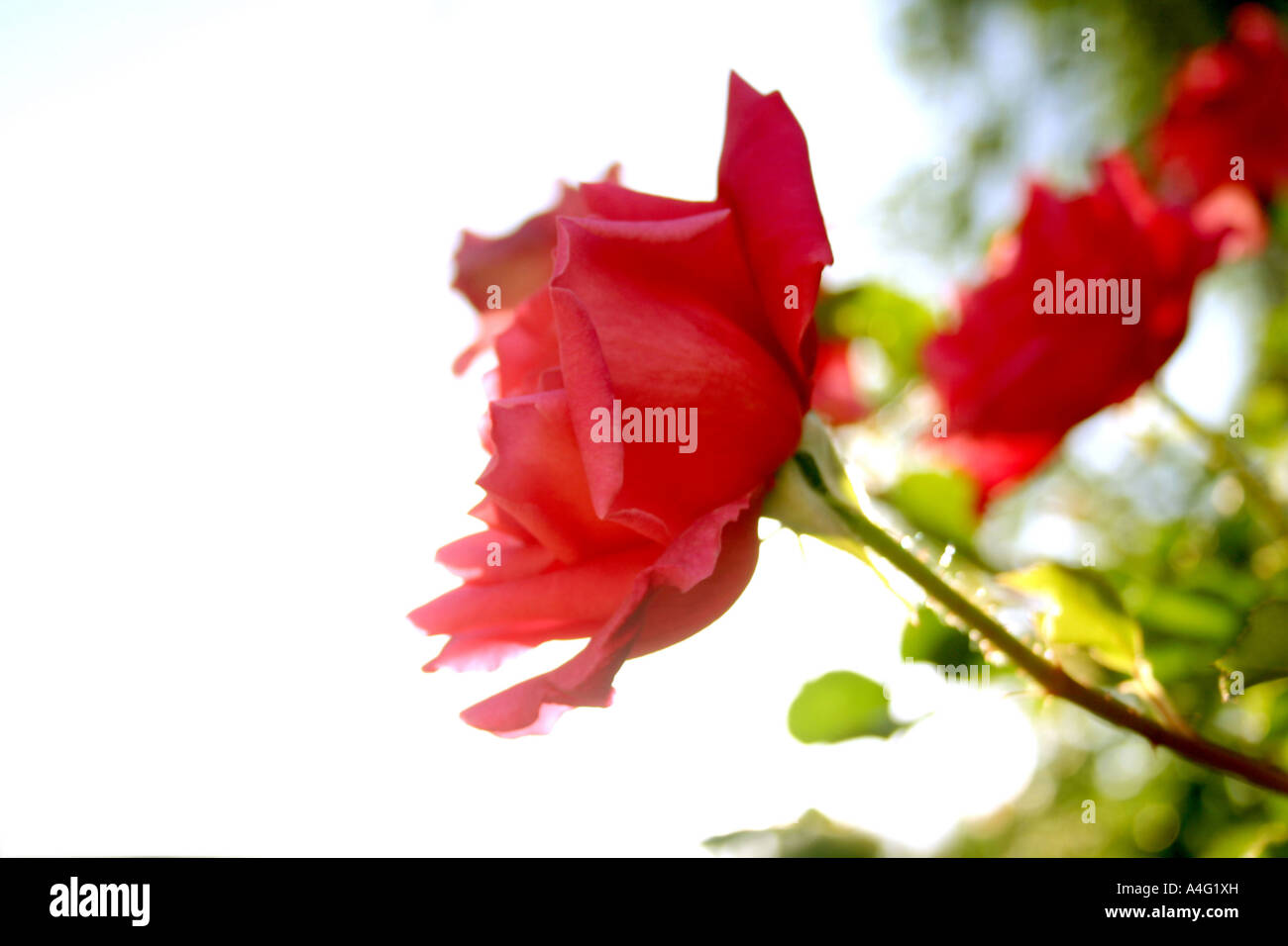 Red Roses with green stems shot from underneath Stock Photo - Alamy