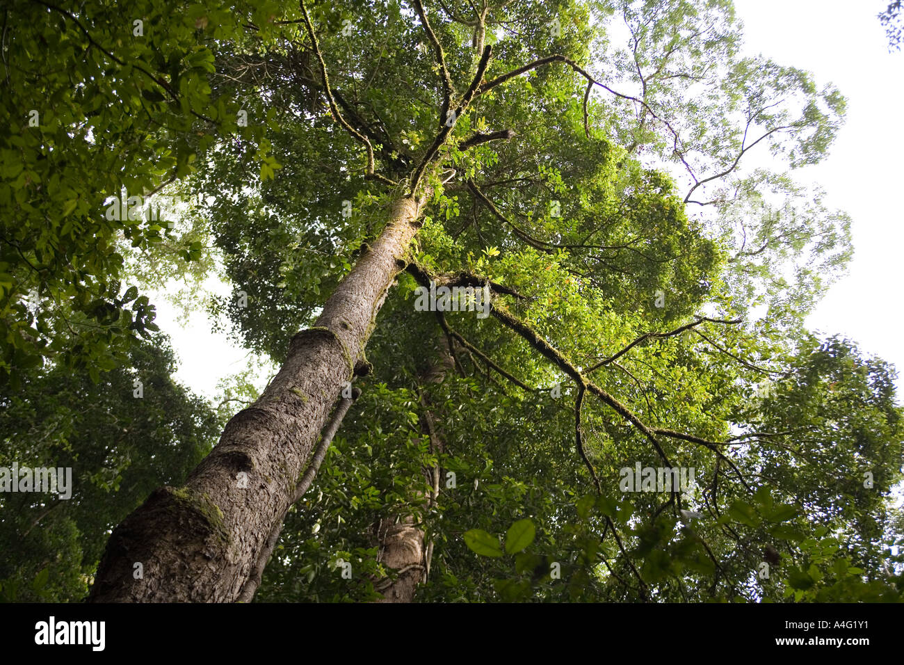 Malaysia Borneo Sabah Danum Valley Borneo Rainforest Lodge pristine ...