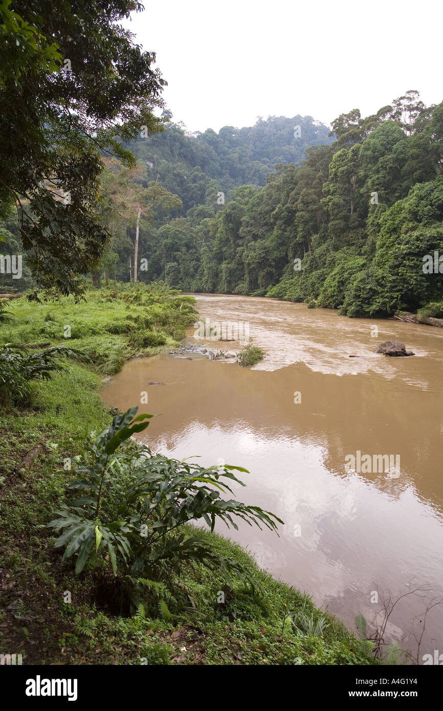 Malaysia Borneo Sabah Danum Valley Borneo Rainforest Lodge Danum river ...