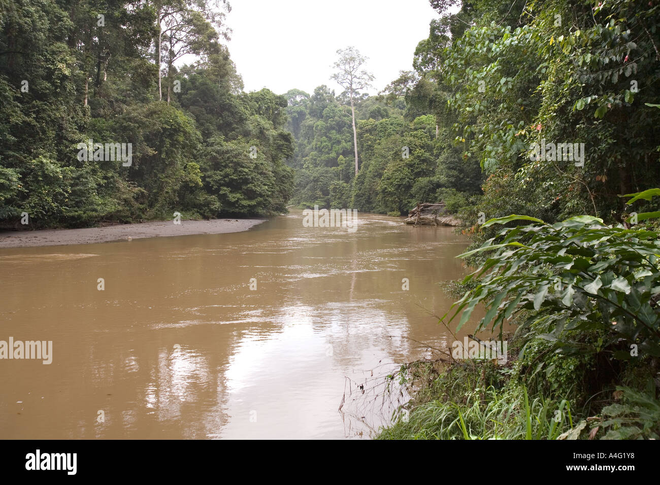 Malaysia Borneo Sabah Danum Valley Borneo Rainforest Lodge Danum river ...