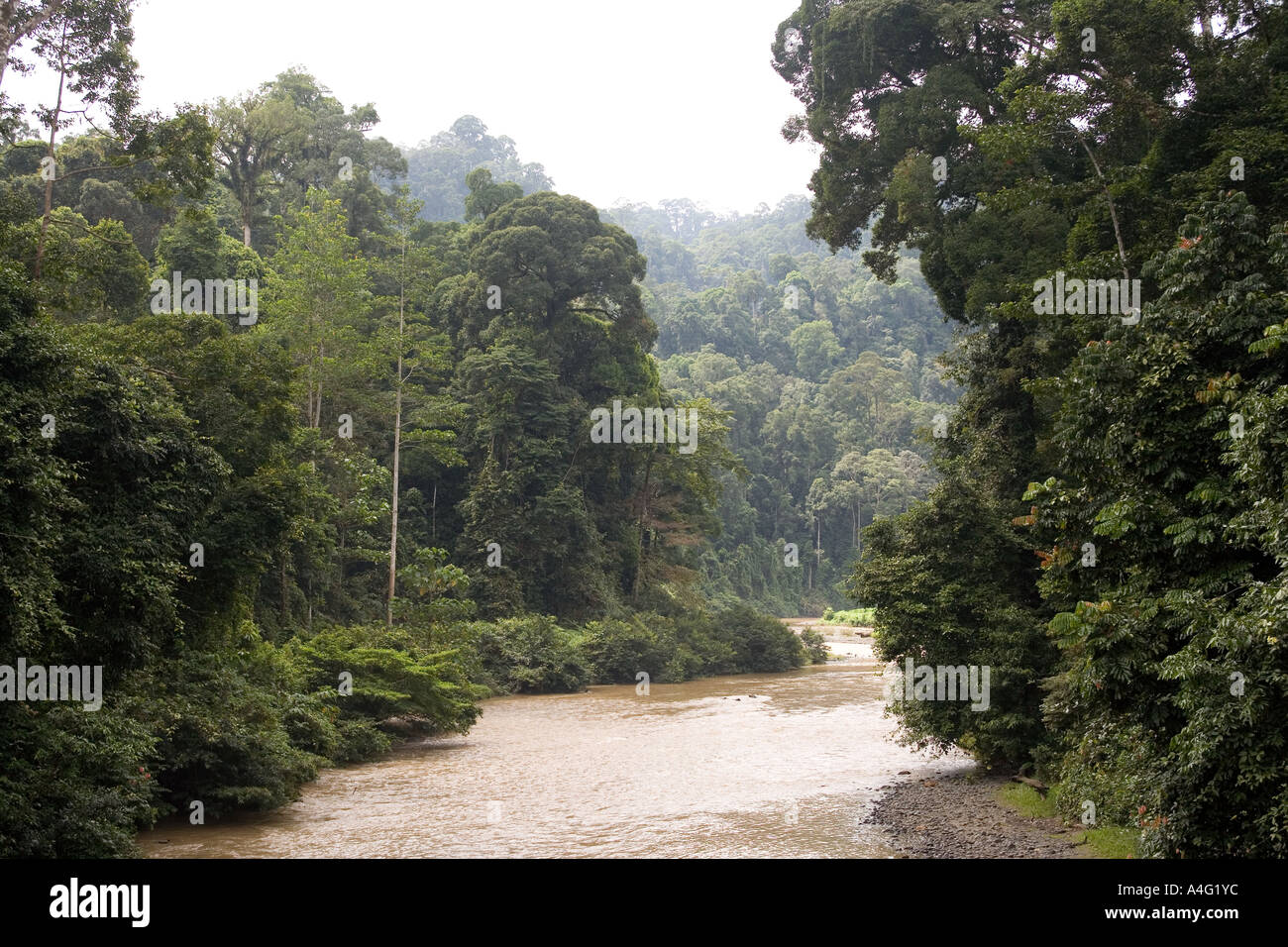 Malaysia Borneo Sabah Danum Valley Borneo Rainforest Lodge Danum river ...