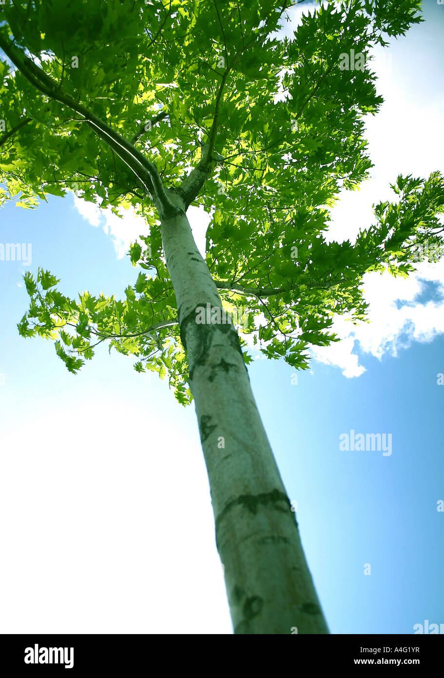Single Tree shot from below that stands below a blue sky Stock Photo ...
