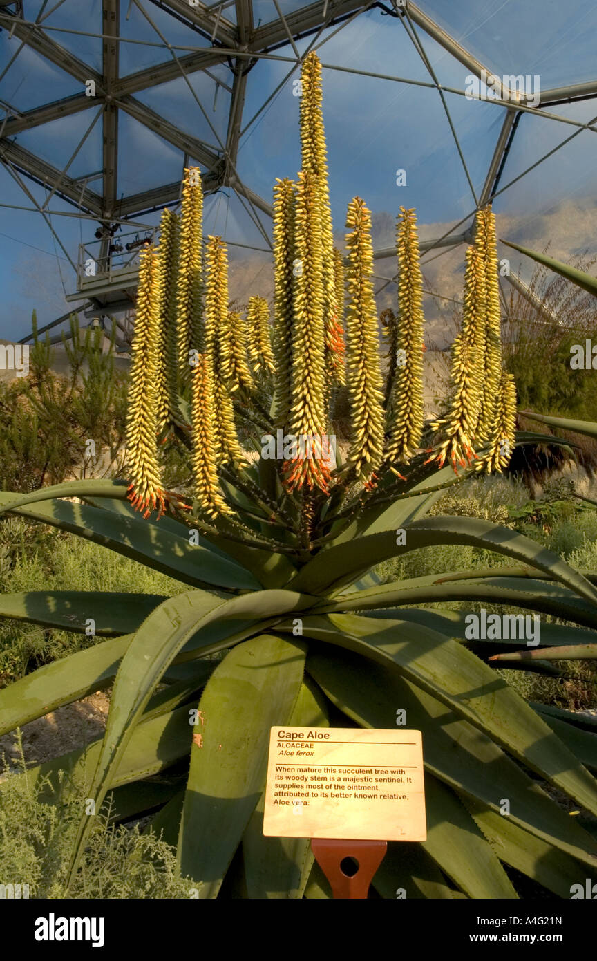 cape aloe (aloaceae, aloe ferox ) succulant plant, in the warm ...
