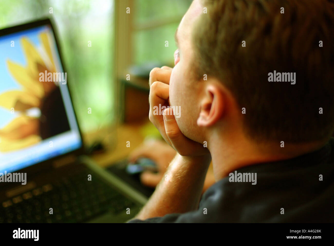 Man gazing into computer that has picture of sunflower working at home ...