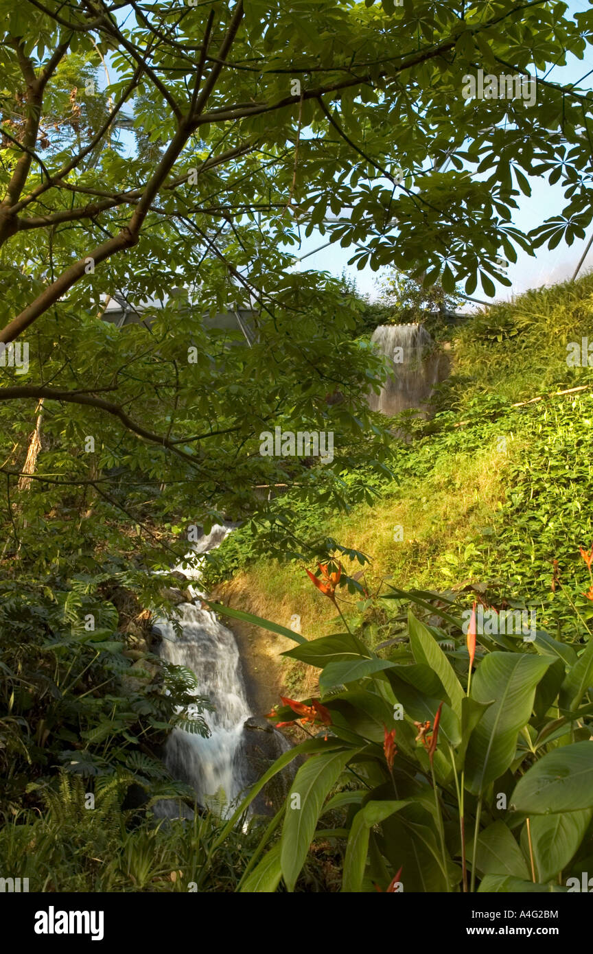 Jungle in eden project cornwall hi-res stock photography and images - Alamy