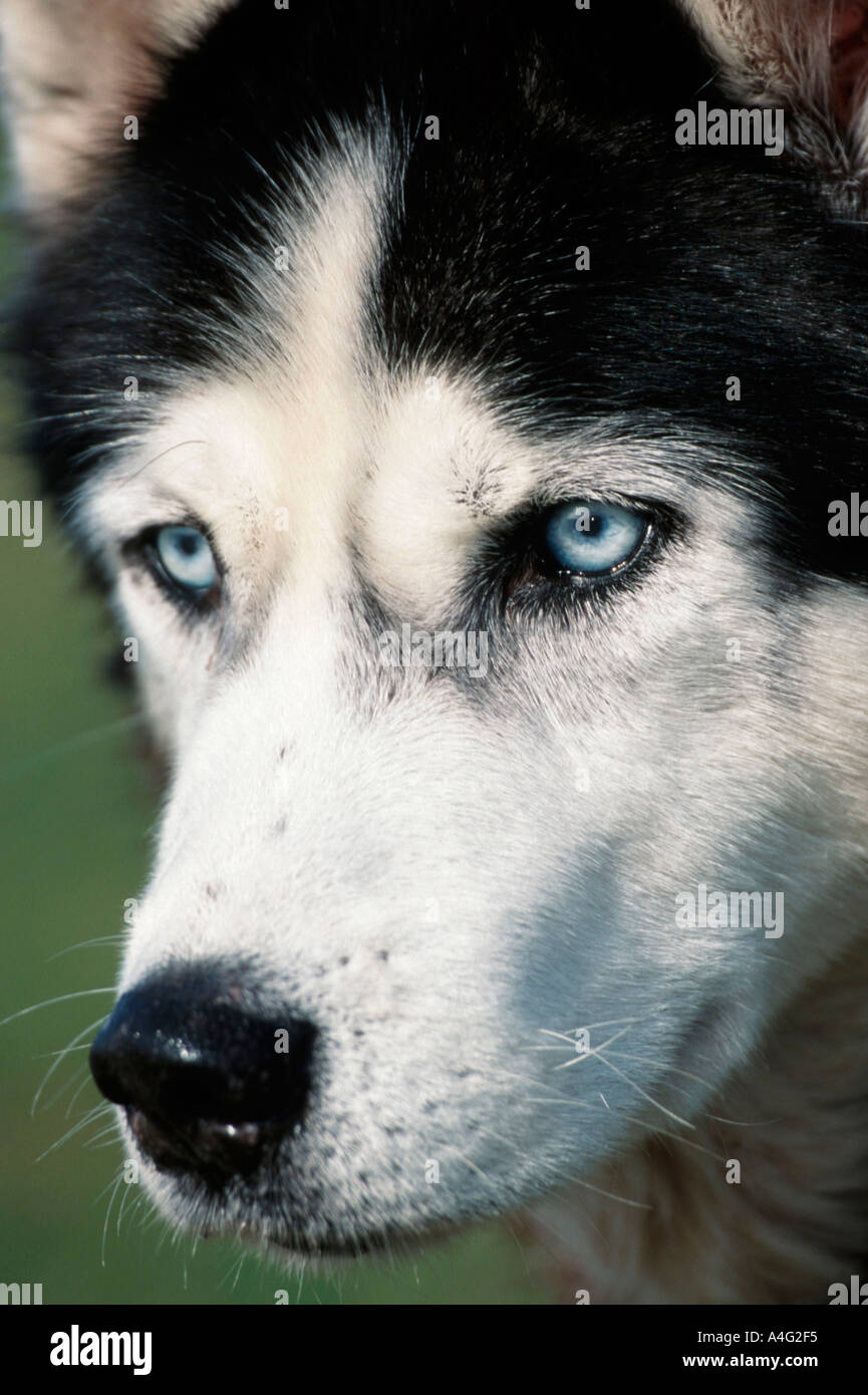 Siberian Husky face animals mammals domestic dog pet outdoor face ...