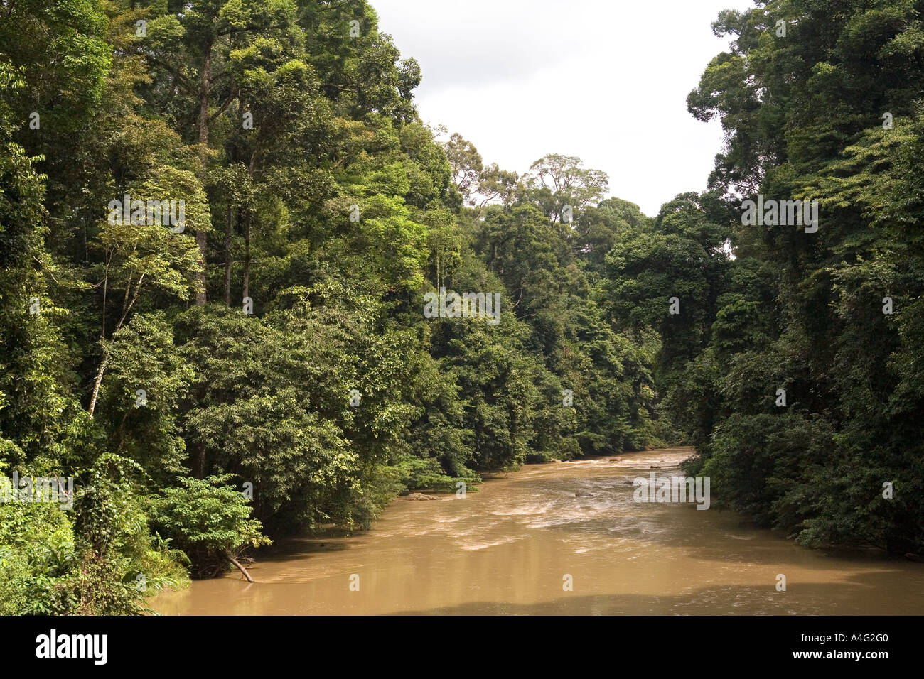 Malaysia Borneo Sabah Danum Valley Borneo Rainforest Lodge Danum river ...