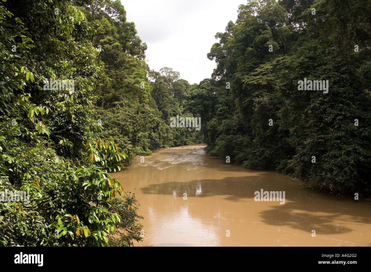 Malaysia Borneo Sabah Danum Valley Borneo Rainforest Lodge Danum river ...
