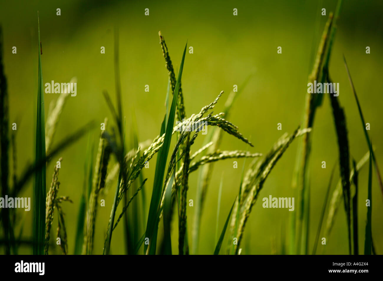 rice field nepal Stock Photo - Alamy