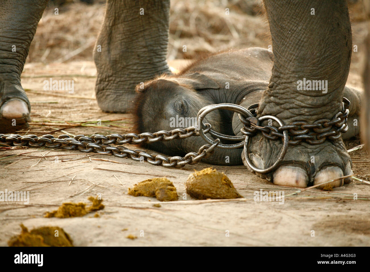 Trapped baby elephant hi-res stock photography and images - Alamy