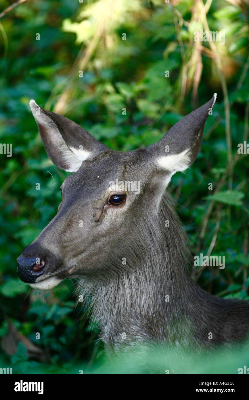 Himalayan deer hi-res stock photography and images - Alamy