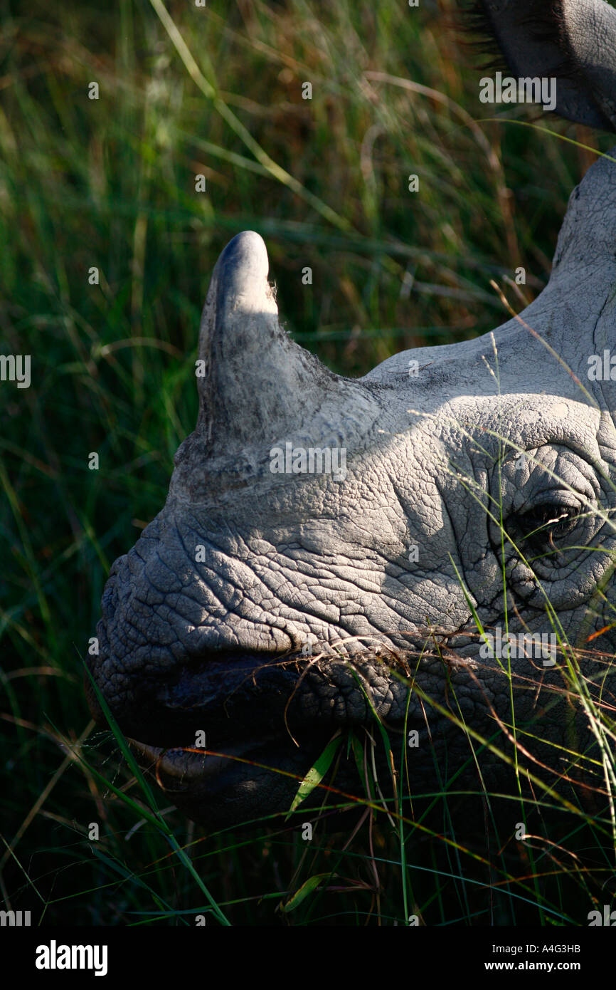 One horned rhino himalaya hi-res stock photography and images - Alamy