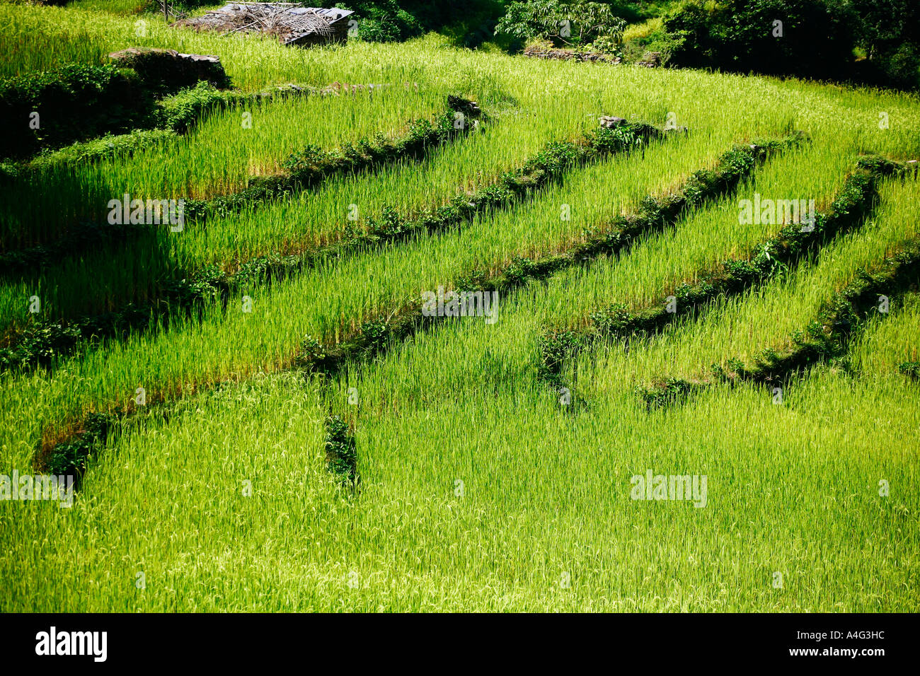 Royal trek nepal hi-res stock photography and images - Alamy