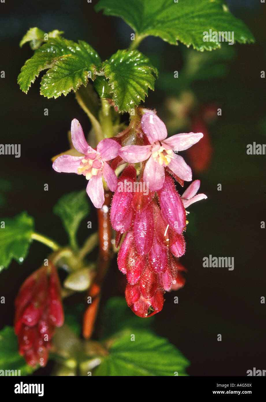 Blackcurrant bush in flower hi-res stock photography and images - Alamy