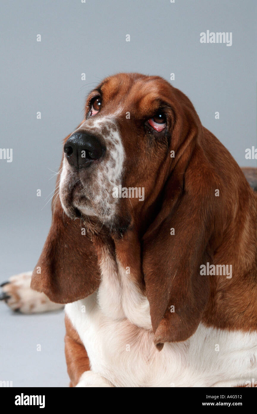 Basset Hound tricolor mammals animals domestic dog pet frontal head on ...