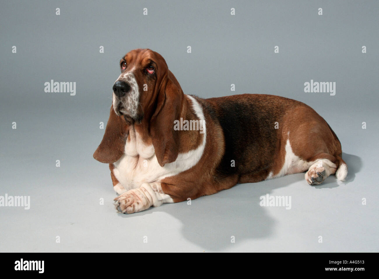 Basset Hound tricolor mammals animals domestic dog pet cut out object ...