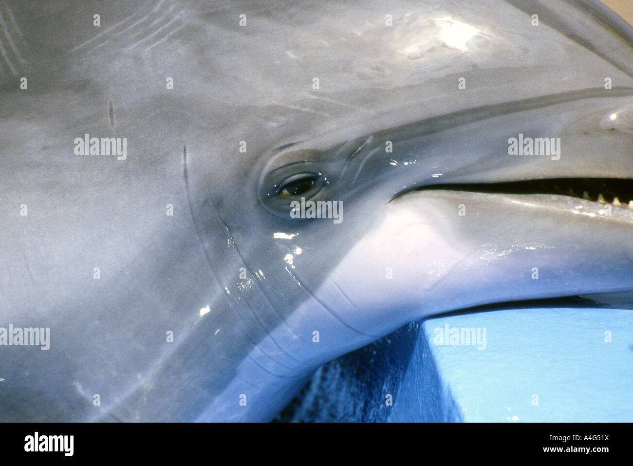 Close shot of eye and head of a Dolphin at Seaworld in Florida Stock ...