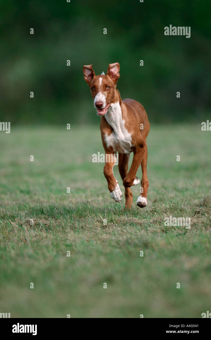 Canarian Warren Hound Podenco Canario Stock Photo - Alamy