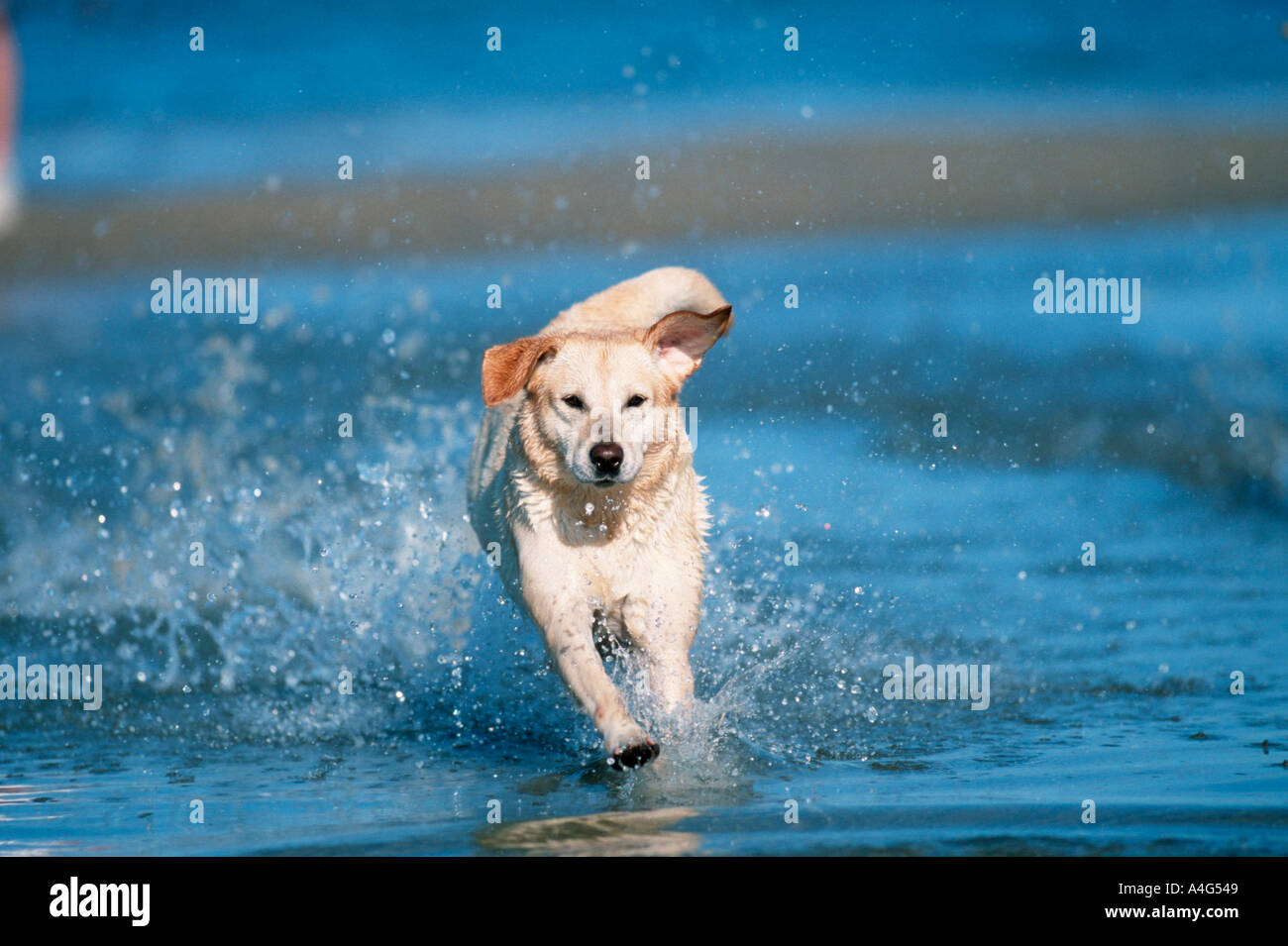 Labrador wasser hi-res stock photography and images - Alamy