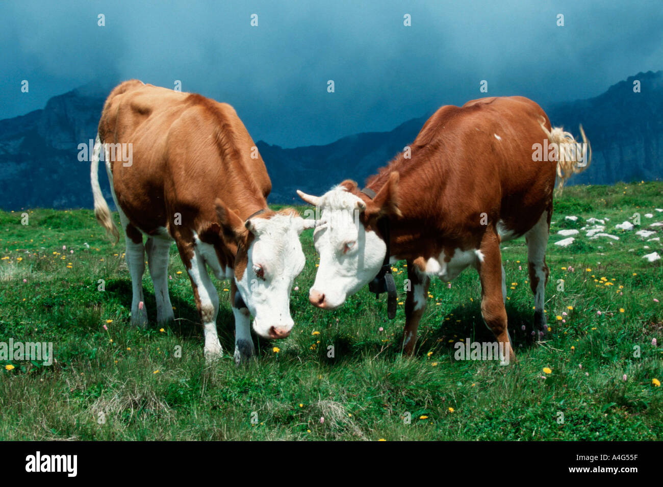 Cattle on alpine pasture Switzerland europe mammals farm animal domestic cloven hoofed animals ...
