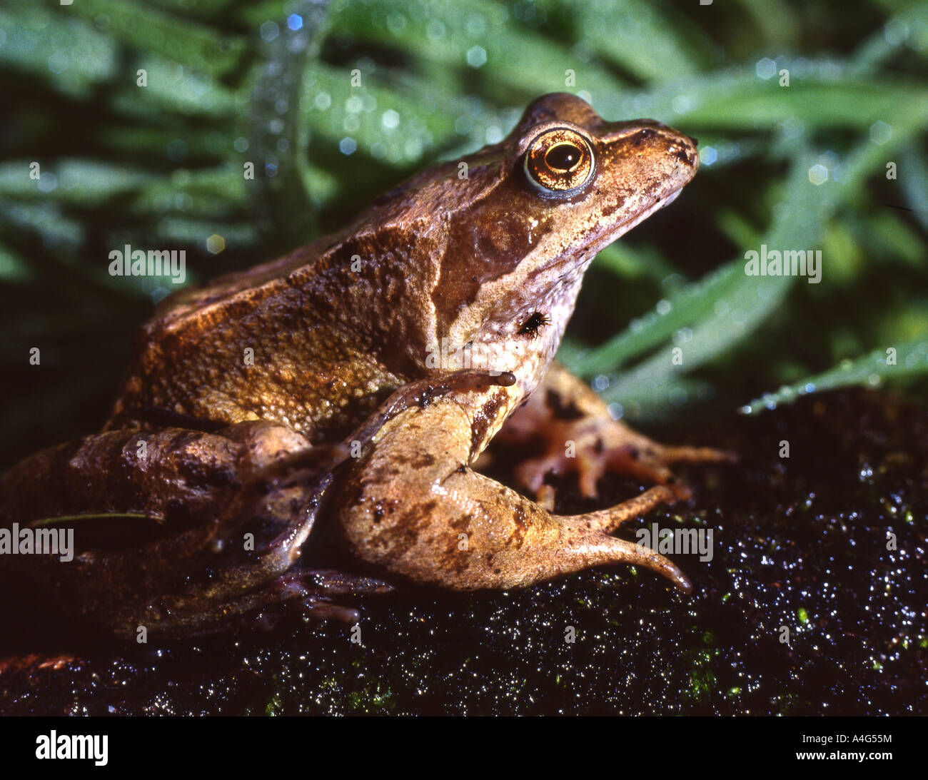 Common frog in grass hi-res stock photography and images - Alamy