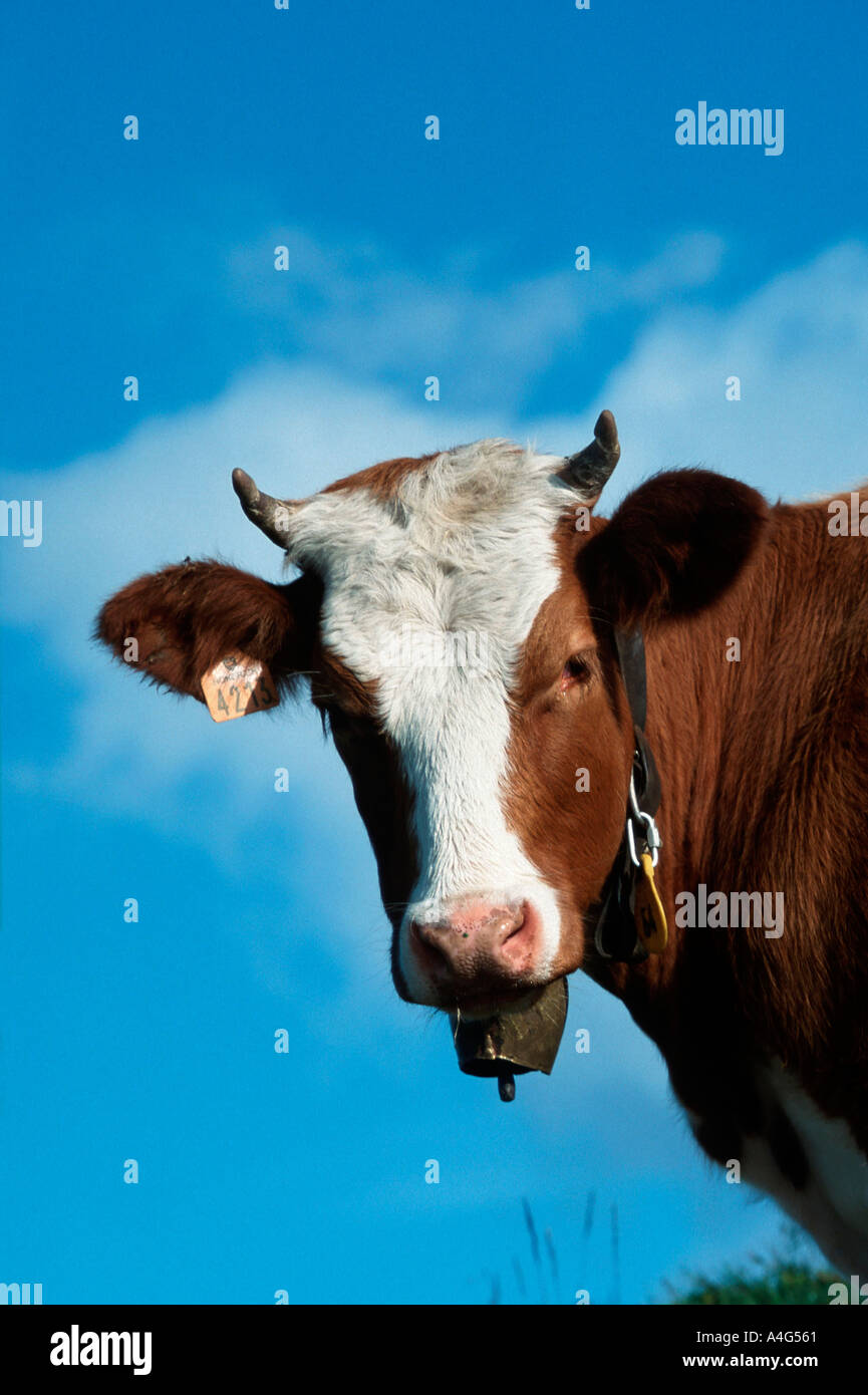 Cow Switzerland mammals farm animal domestic cloven hoofed animals ...