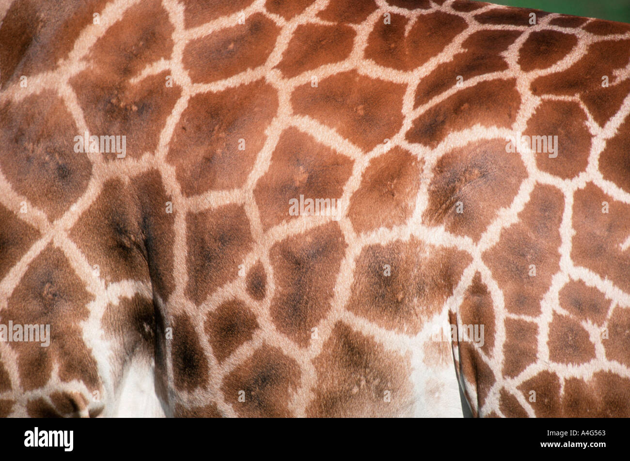 Giraffe coat detail Giraffa camelopardalis Giraffe mammals cloven ...
