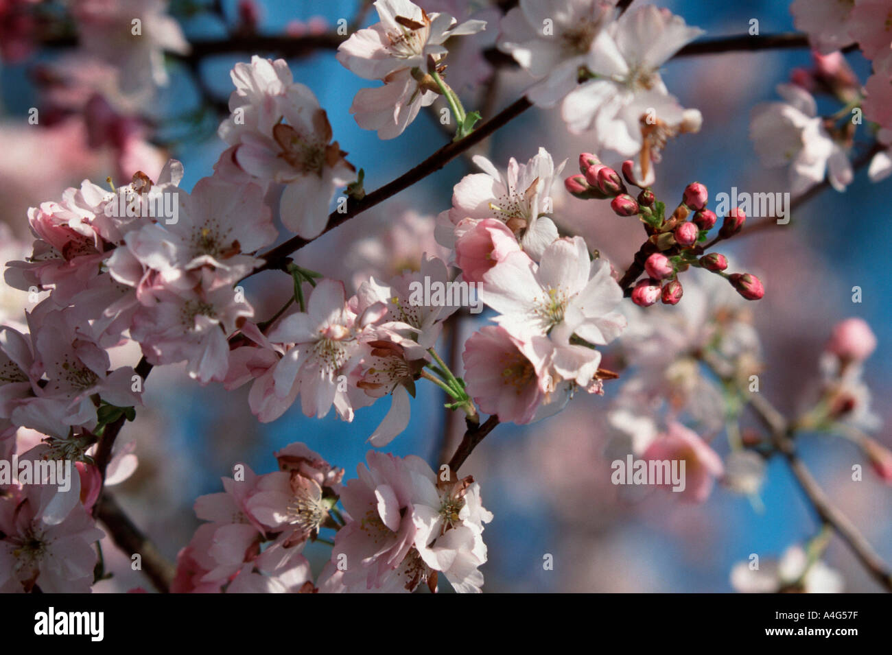 Cherry blossom Prunus x yedoensis Rosaceae ornamental plants branch ...