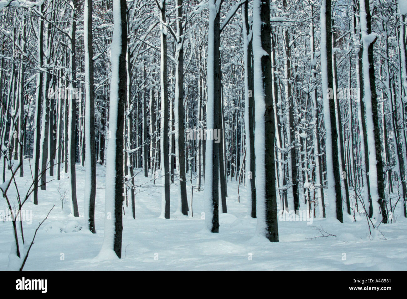 Deciduous Forest in winter Bavaria Germany Laubwald Winter Bayerischer ...