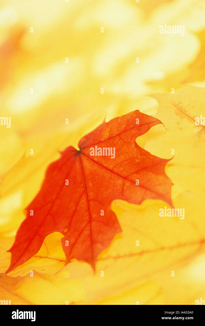 Norway Maple autumn leaves Acer platanoides Aceraceae europe yellow red ...