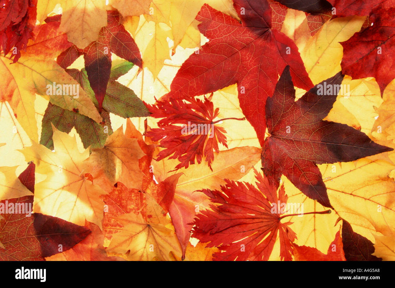 Autumn leaves Background fall Stock Photo - Alamy