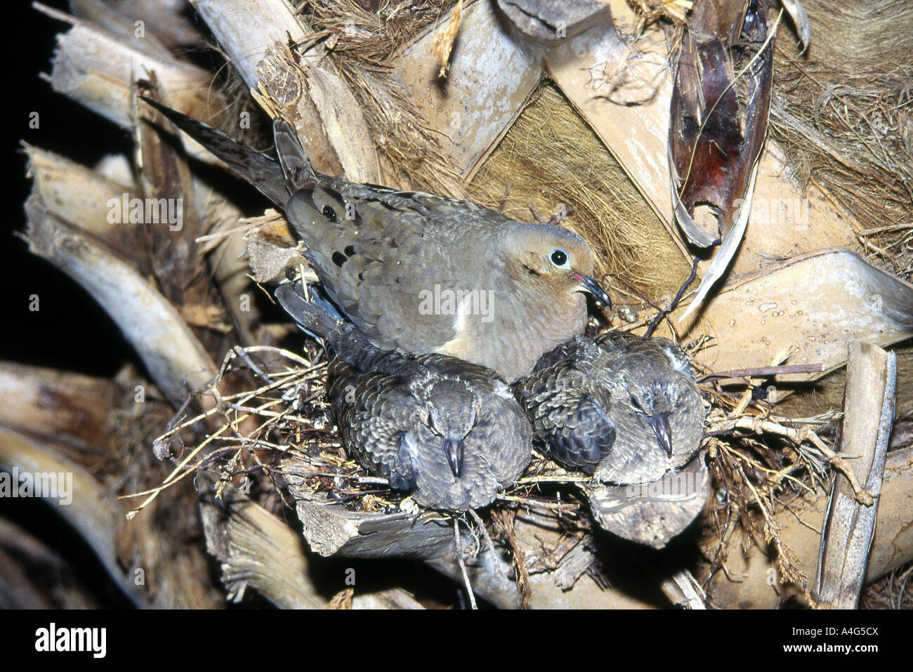 Mourning Dove on nest with two young in palm tree Stock Photo - Alamy
