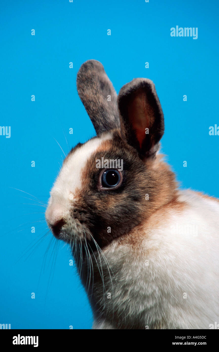 Dwarf Rabbit animals mammals pet rodents Studio indoor portrait side ...